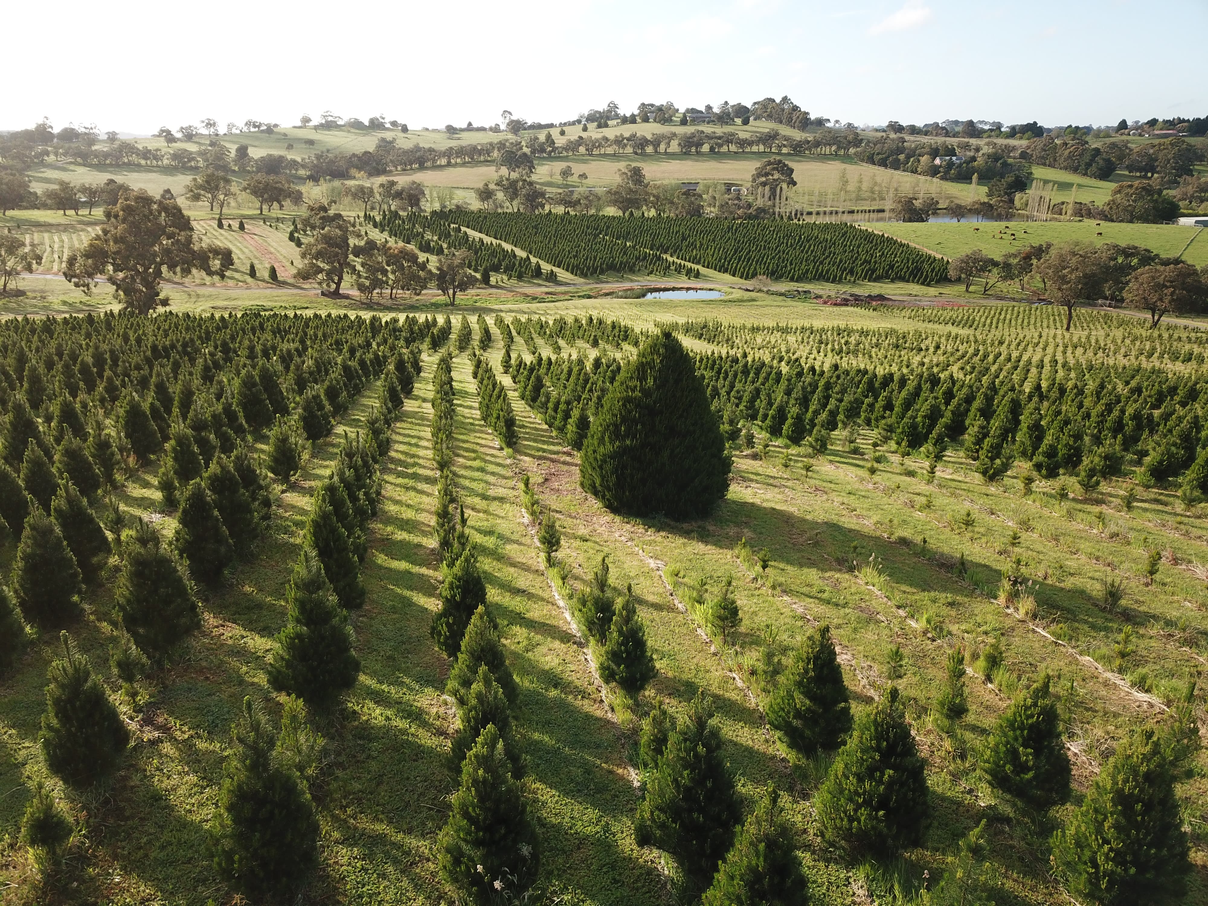 Ports Christmas Tree Farm